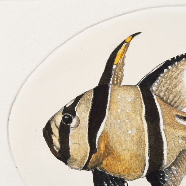 Cardinal Fish Etching with Handmade Frame - The Sunny Artisan